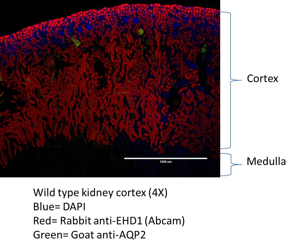 Review For Benchtop Confocal Microscope Evos Fl Auto System Biocompare Product Review